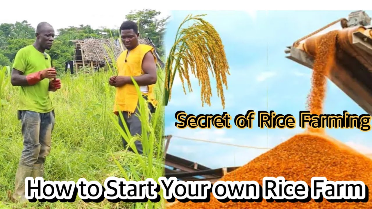 How a villager became the Best Rice farmer in Ghana 🇬🇭 How to Start ...