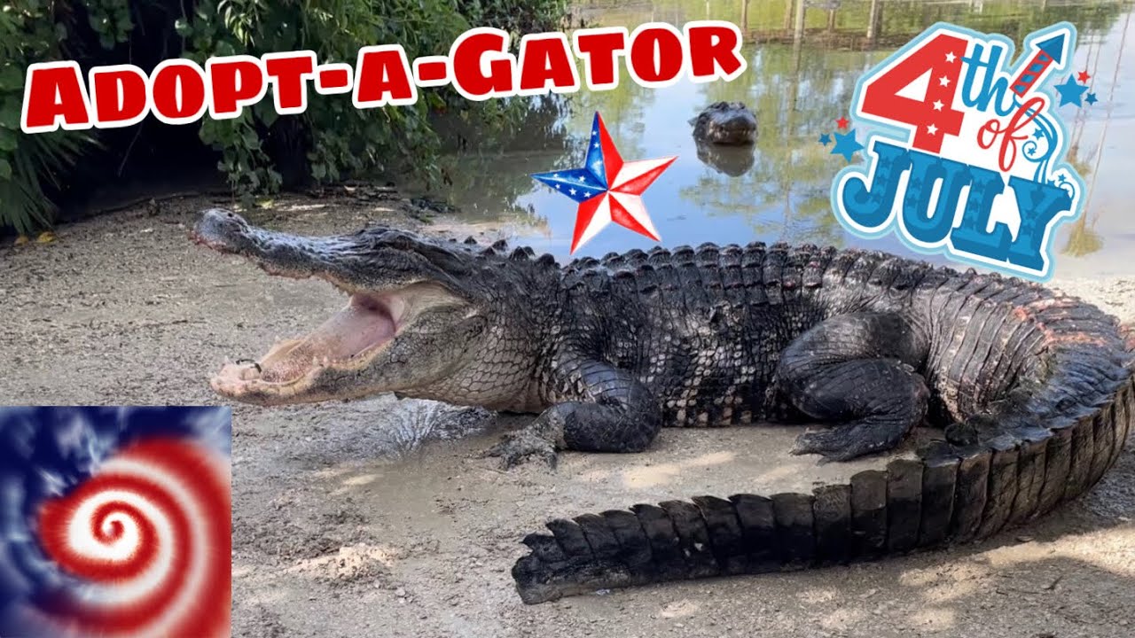 Celebrate this 4th of July with Gatorland’s Adopt-a-Gator program ...