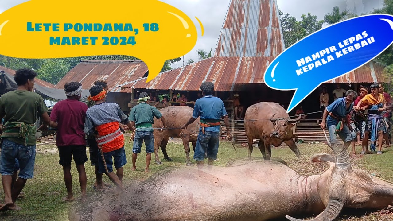 Budaya sumba teba karambo#SBD# wewewa palla - YouTube