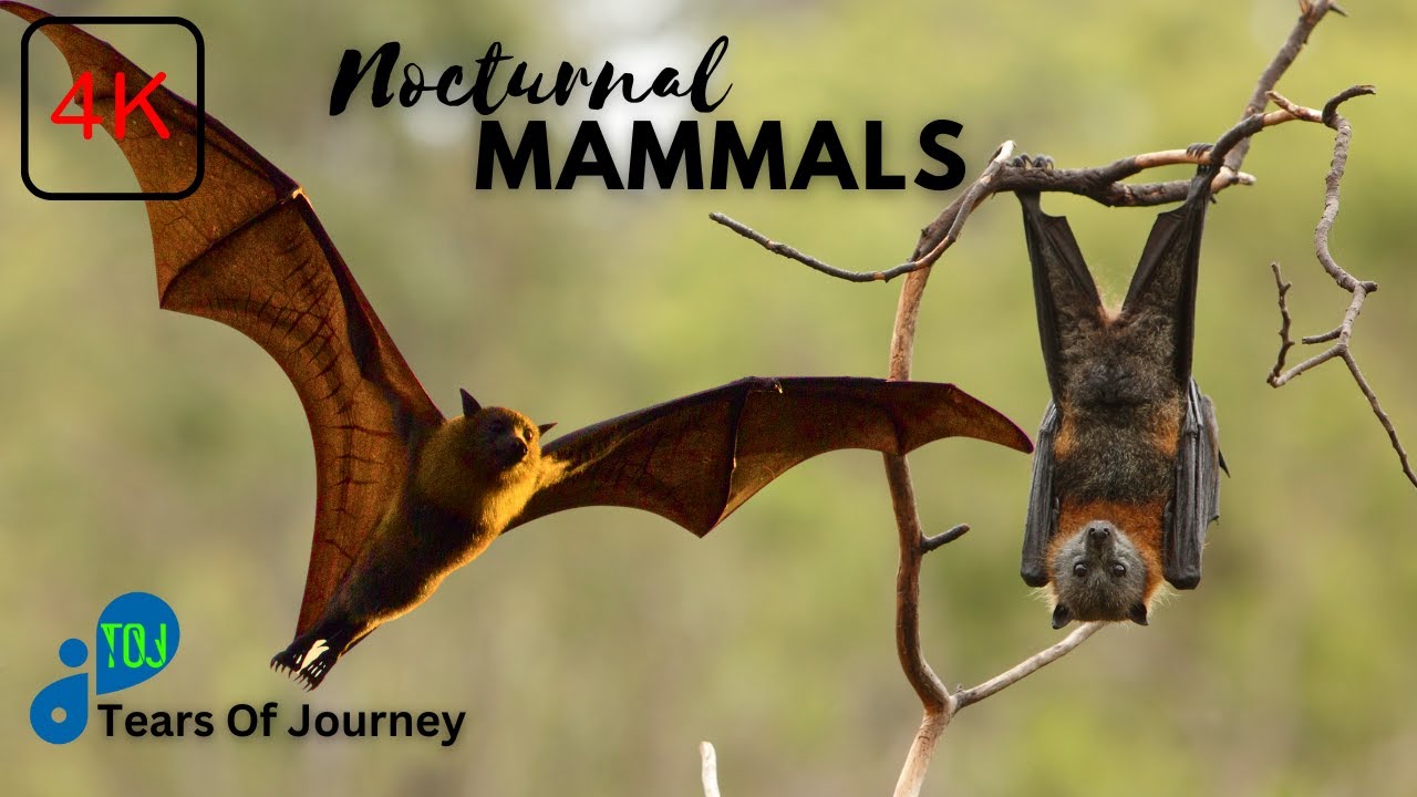 The SECRET Lives of BATS: Exclusive Footage Unveiled - YouTube