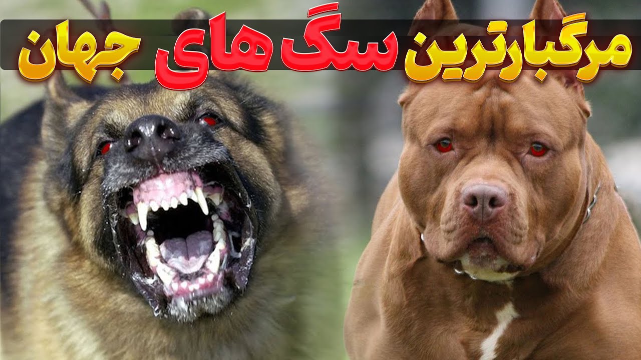 خطرناکترین نژادهای سگ 🐕🦺🚫 سگهایی که در جهان ممنوع هستند Youtube