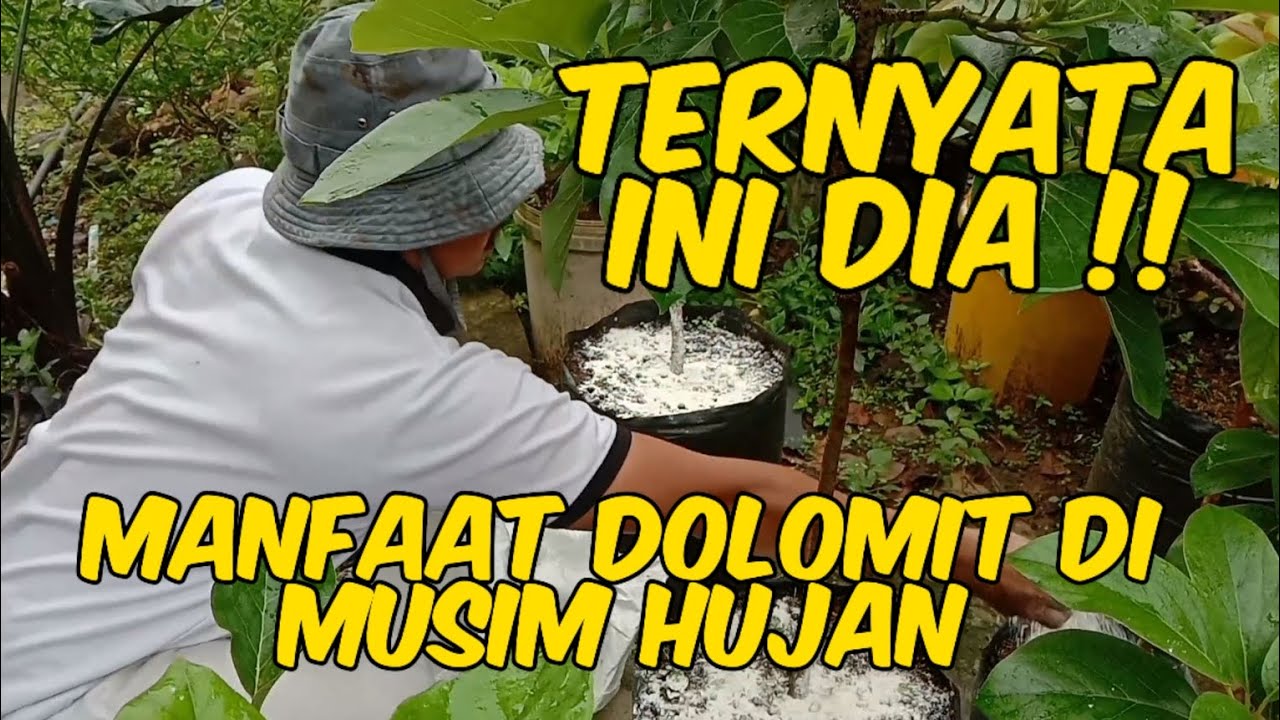 MANFAAT KAPUR DOLOMIT DI MUSIM HUJAN BAGI BIBIT TANAMAN🥑 - YouTube