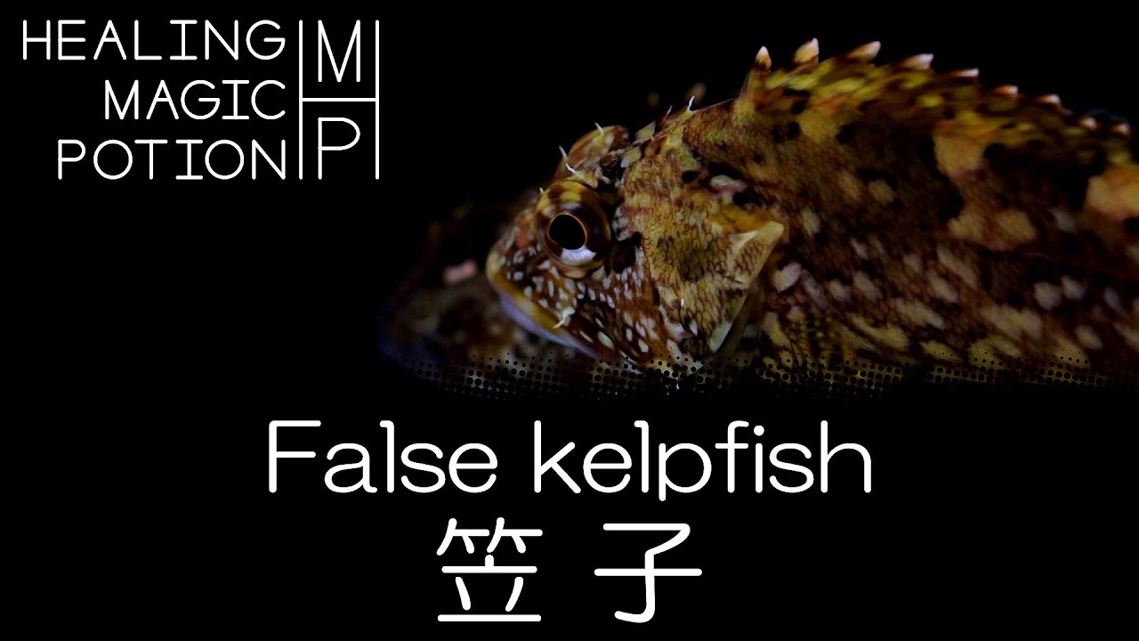 [Healing aquarium] False kelpfish - YouTube