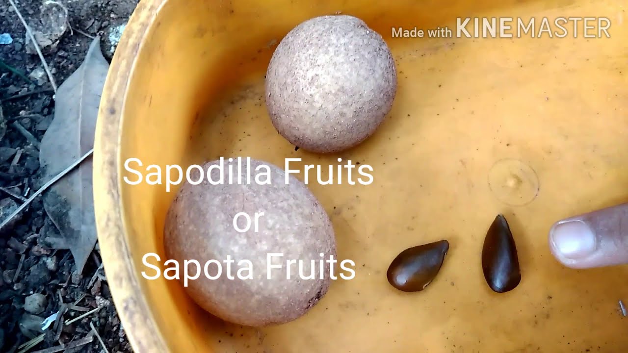 EVS| Plants have many parts| Sapodilla|/Sapota Plant or Tree Parts ...