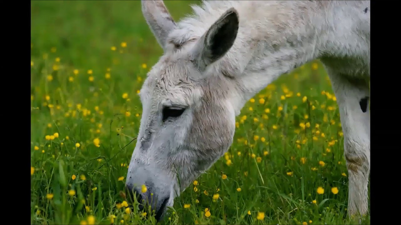 Magarence Njako - Decije pesmice - YouTube