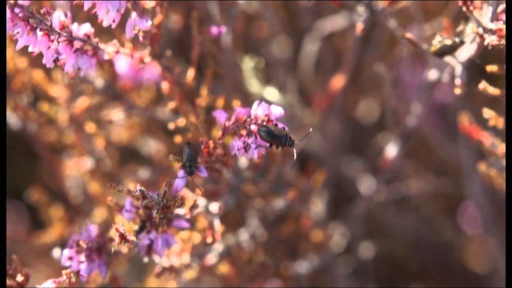 Getting approval to release the heather beetle in New Zealand - YouTube
