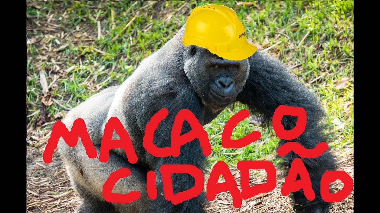 macaco cidadão - YouTube