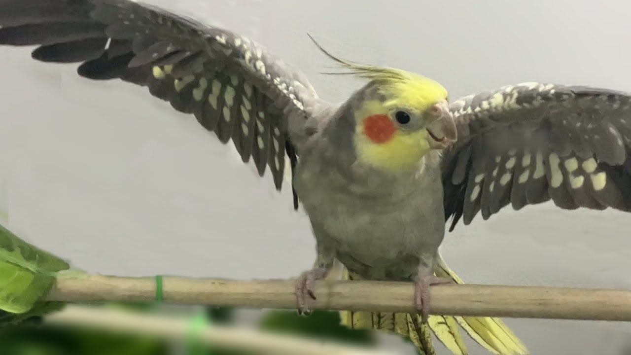 Happy Birb - YouTube