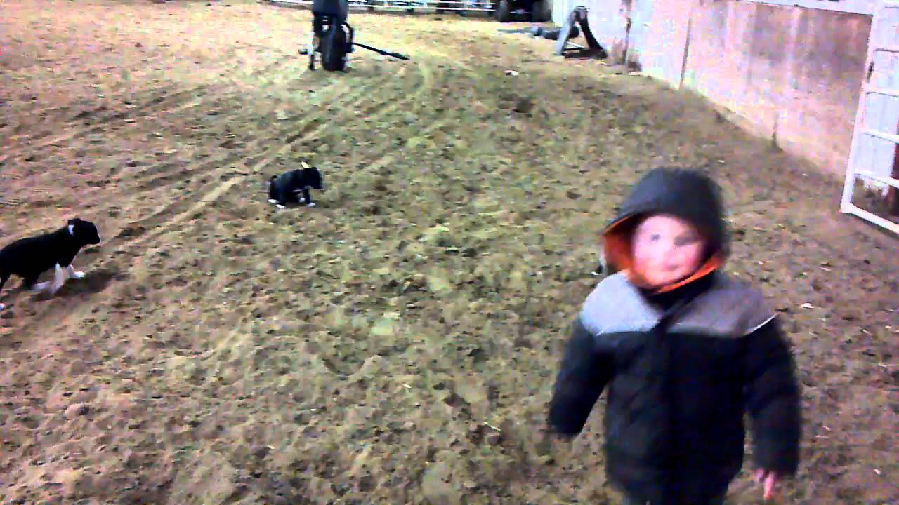 Pitzer ranch puppies for sale...great working dogs or pets. - YouTube