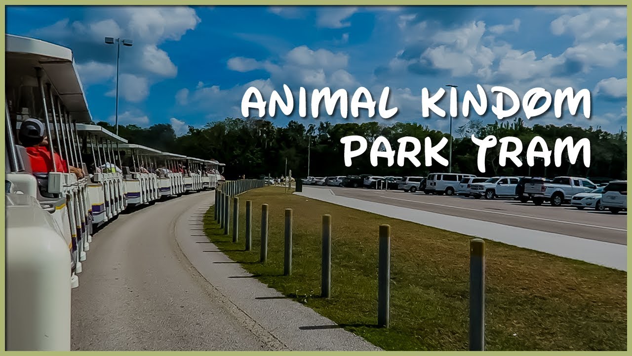 Animal Kingdom Tram - YouTube