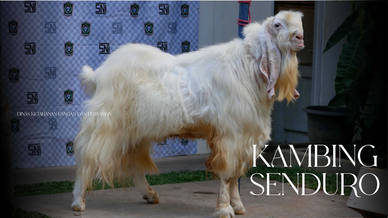 PROFIL KAMBING SENDURO - YouTube