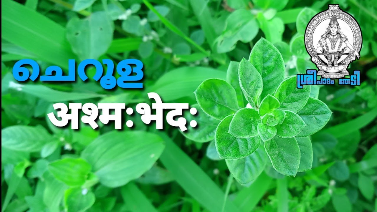 Cheroola/ചെറൂള/अश्मःभेदः/Aerva lanata. Ayurvedic plants -2 - YouTube