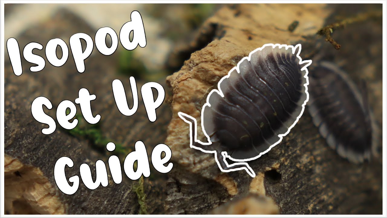 How To Start Your First Isopod Colony At Home! (2025) - YouTube