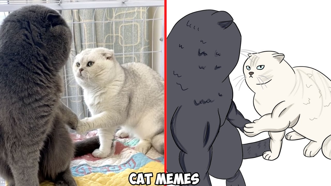 Funniest Cats😂 - Best Funny Cat Meme Videos 2023 😅 Funny cats | Funny ...