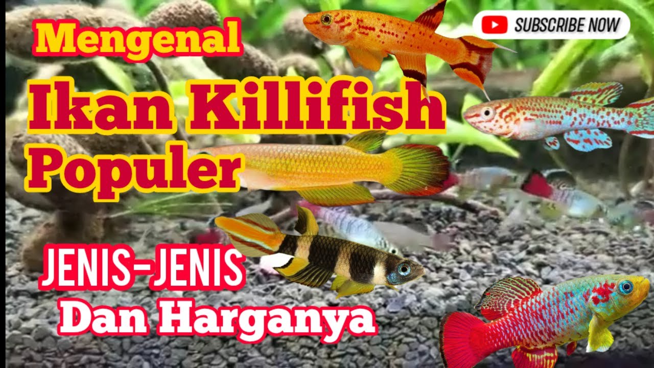 Jenis-jenis Ikan Killifish Beserta Harganya - YouTube