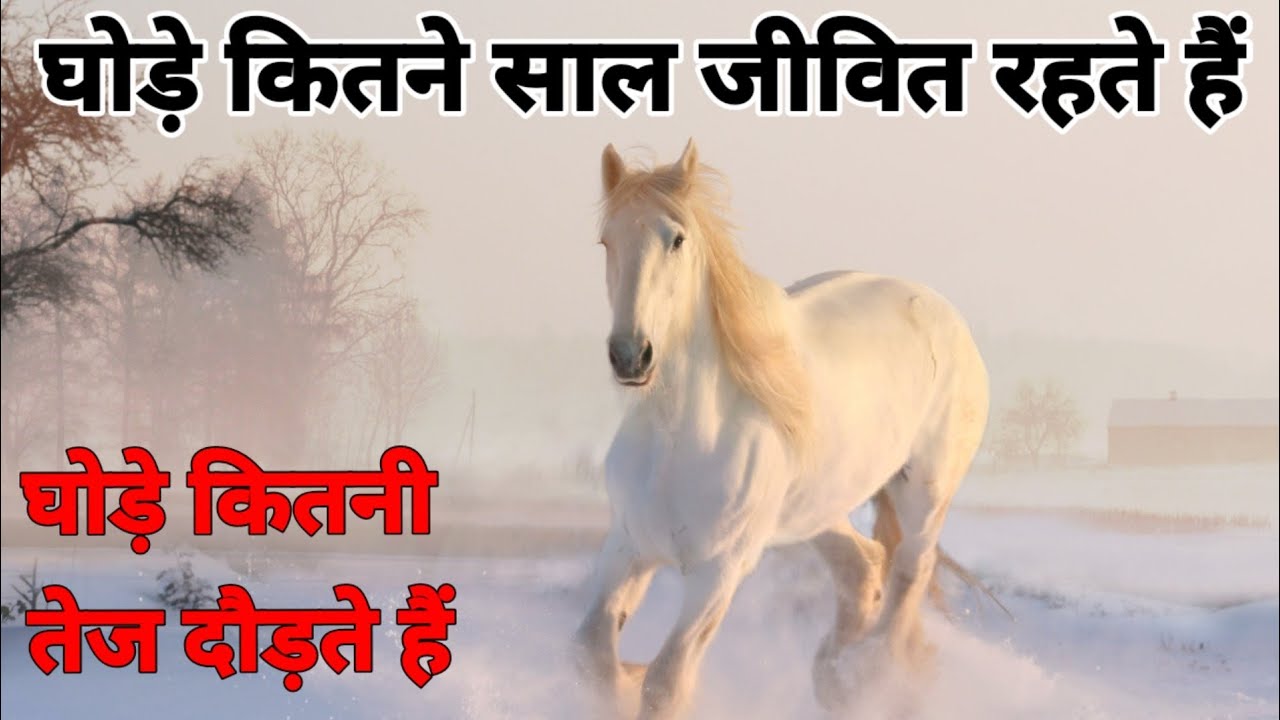 घोड़े कितनी तेज दौड़ते हैं | Ghode ke bare mein jankari | Horse| Ghoda ...