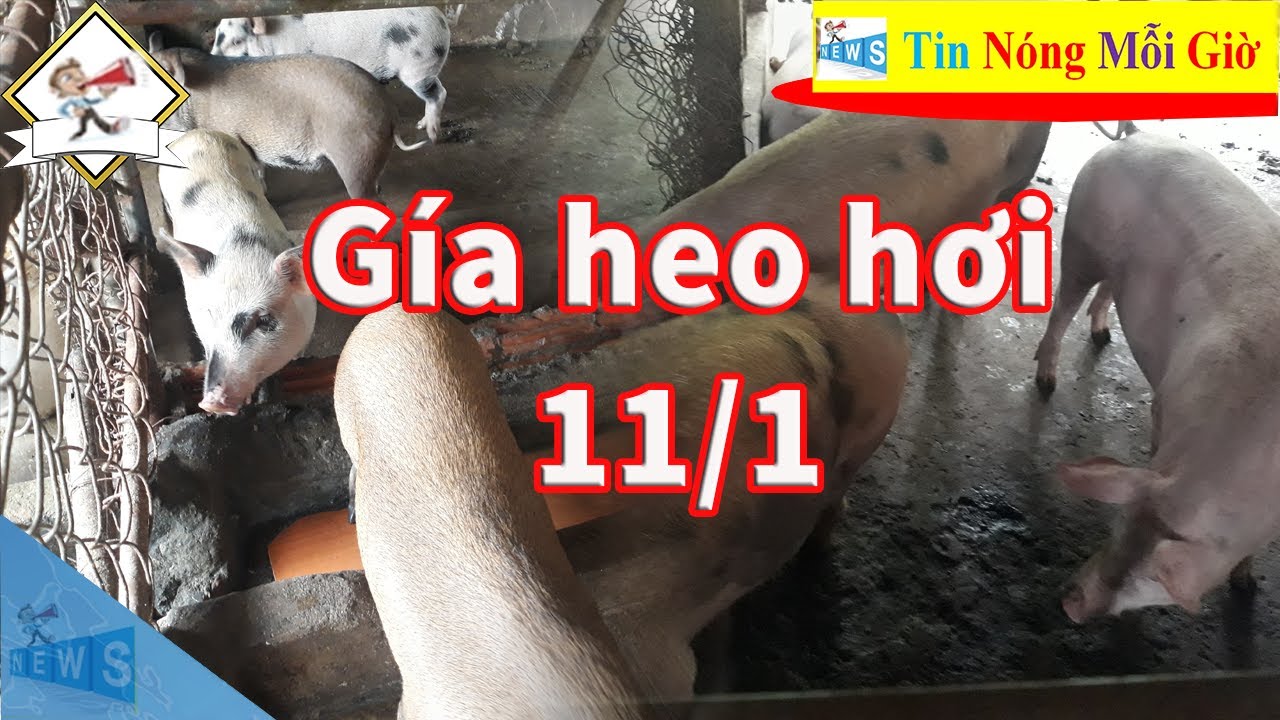 Giá heo hơi hôm nay 11/1 | Giá heo Tiếp tục tăng từ 1.000 ~ 2.000 đồng ...