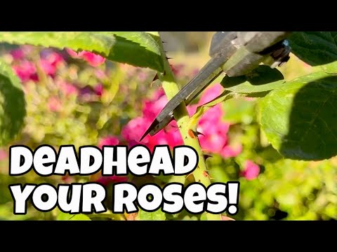 How to Deadhead Roses 