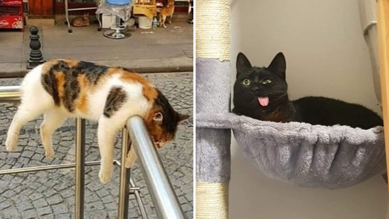 The Funniest Cat Videos on the Internet 🤣🐱 - YouTube