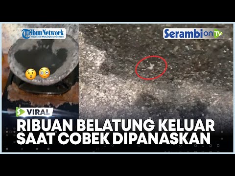 Aksi Seorang Wanita Mengeluarkan Belatung dari Batu Cobek