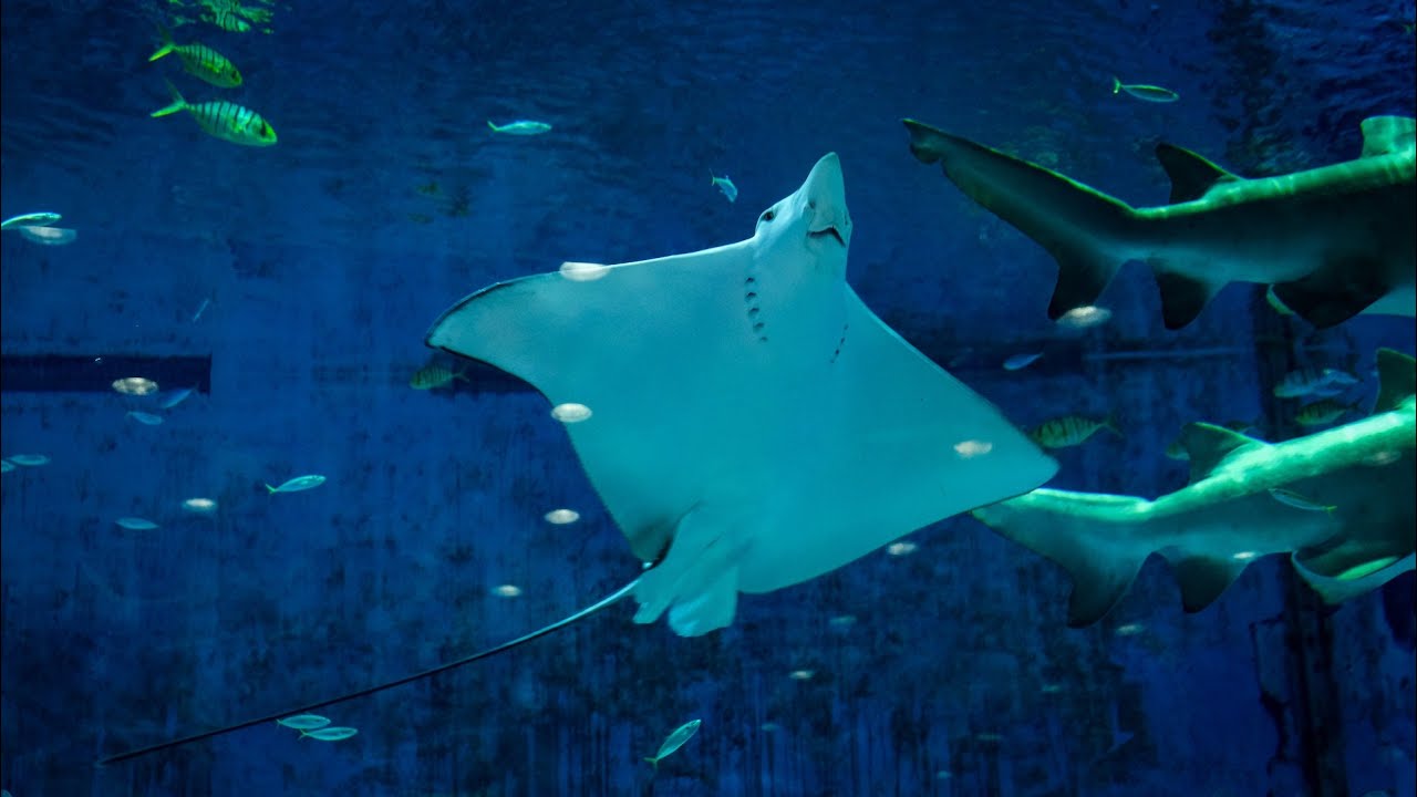 Stingray, Beauty of Nature, Spark of Universe - YouTube