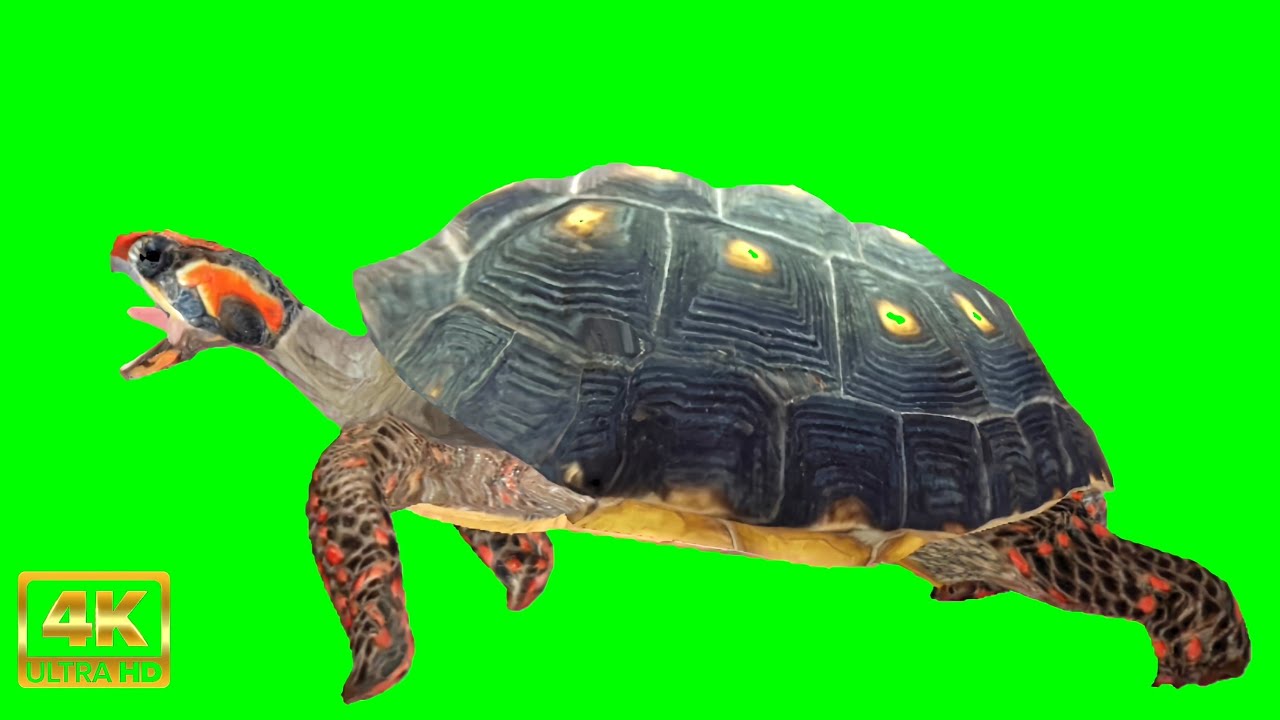 Tortoise Green Screen | Tortoise 🐢 - YouTube