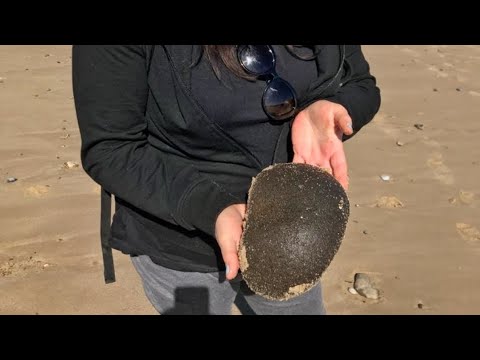 🦣 finds Happisburgh norfolk #fossilhunter #beaches #deephistorycoast # ...