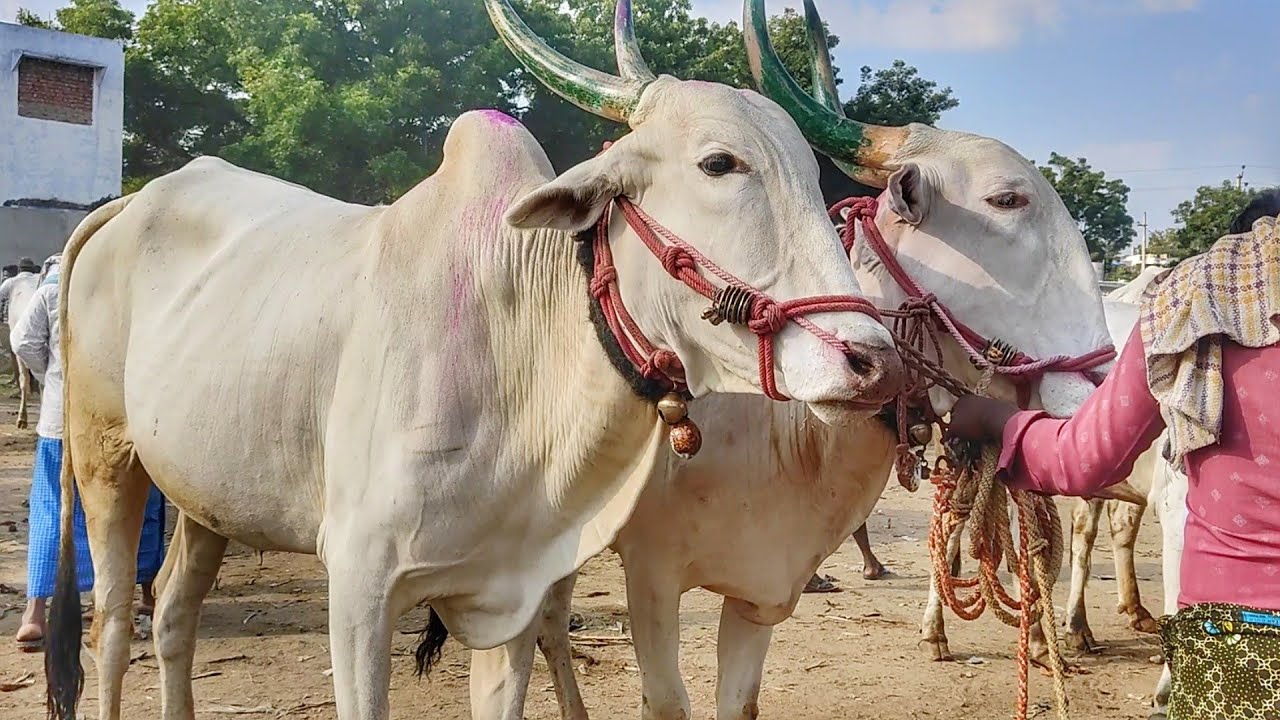 super siz khilar bhail videos // kamlidinni ramaninibbulls - YouTube