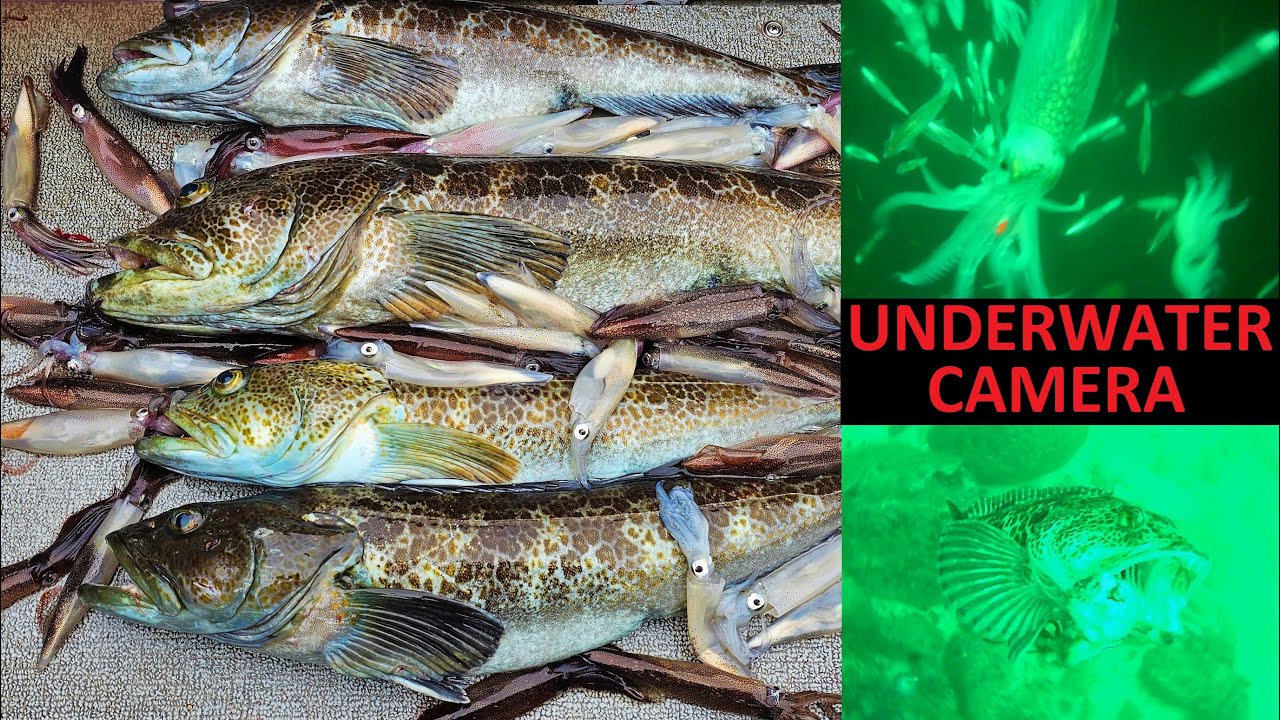 Quick Lingcod Limits w/ LIVE SQUID (underwater camera) - YouTube