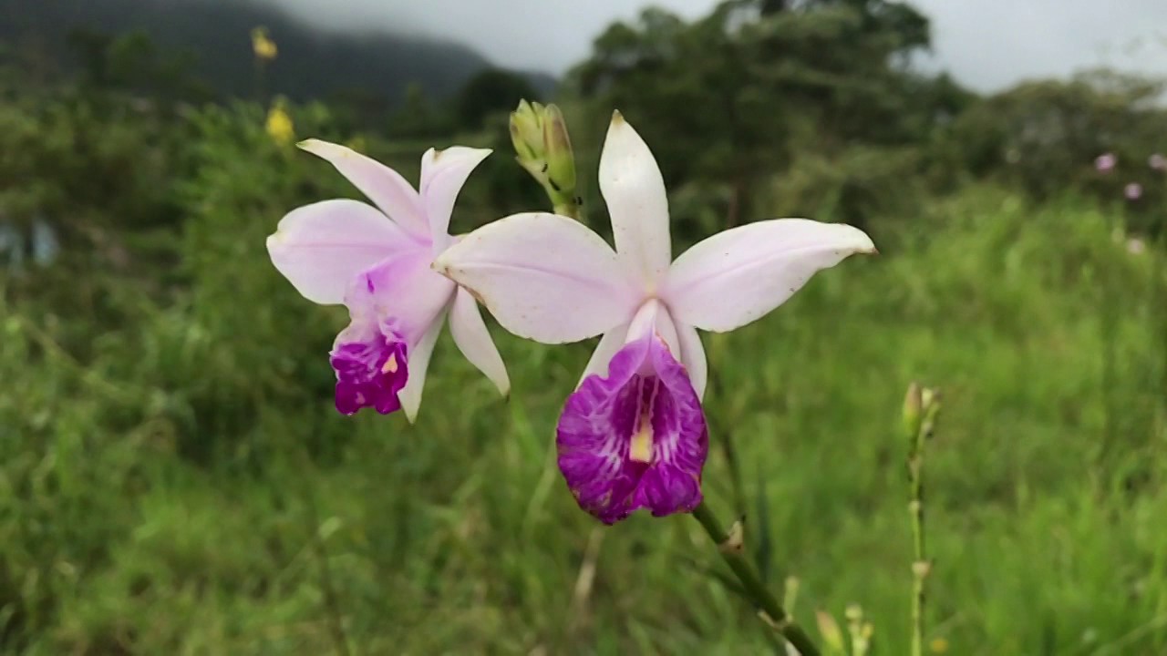 Amazing Sri LAnka..Sinharaja Rain Forest....Rakwana Area - YouTube