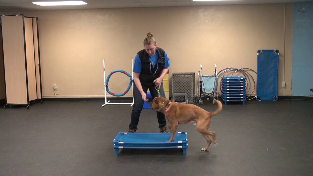 Fading Lures in Dog Training | Tyler Muto - YouTube