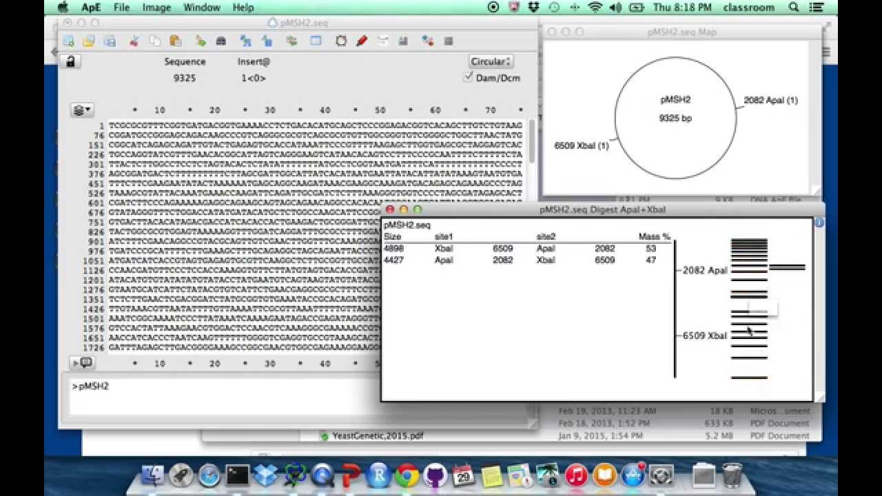 Restriction enzyme analysis of a plasmid, pMSH2, XbaI ApaI - YouTube