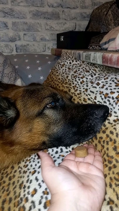 Бусинка и таблетка 🙈 #немецкаяовчарка #животные #собаки # ...