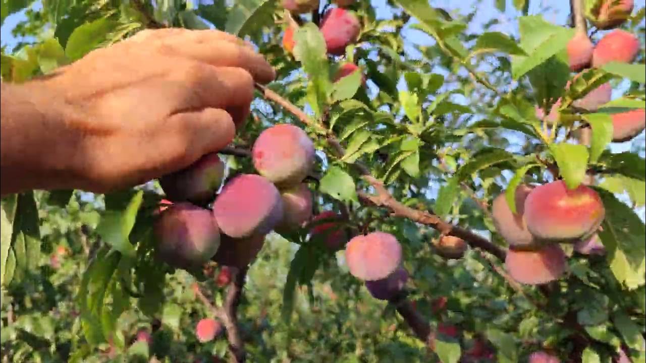 Слива Блэк Амбер диплоидный сорт. 07.08.23 - YouTube