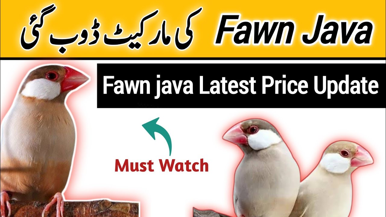 Fawn java ki market doob gai | Future of fawn java and Price - YouTube