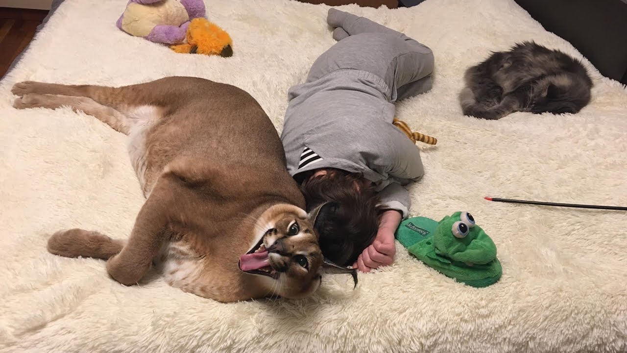 Big Floppa with Family on CCTV : Caracal - YouTube