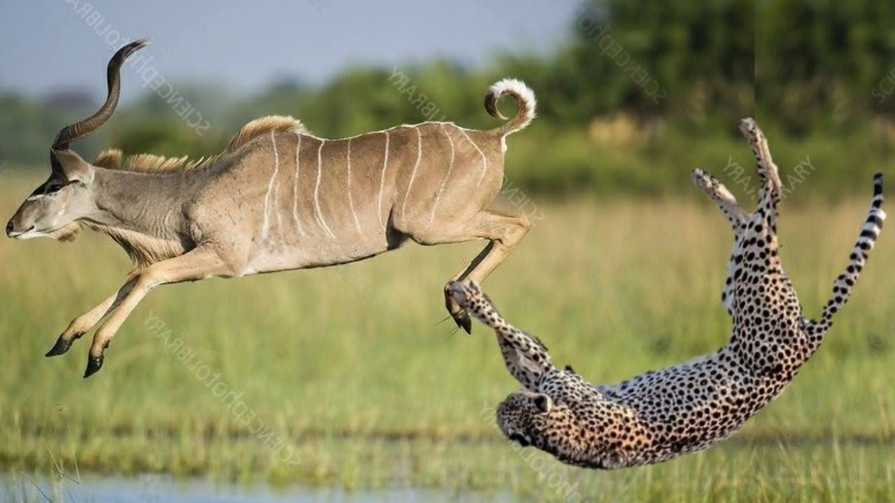 Cheetah vs Kudu - Most Incredible Cheetah Hunts Kudu #Cheetah #Kudu # ...