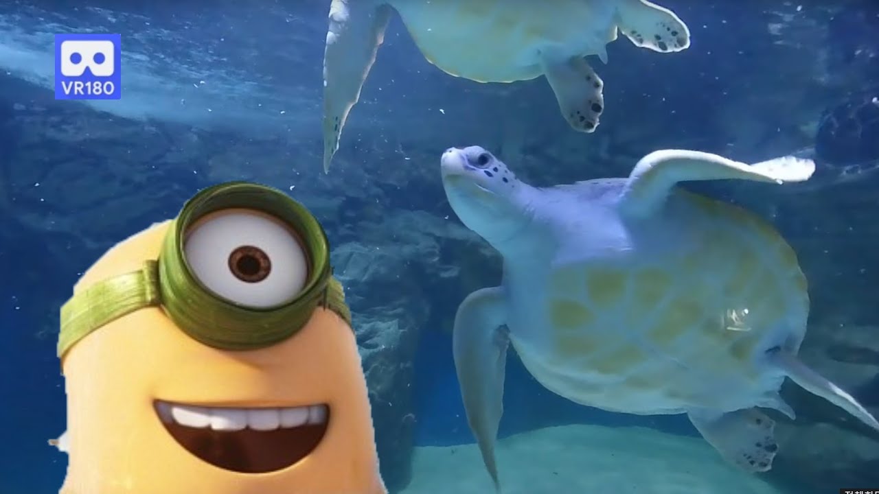 3D 180VR 4K Minions go to Aquarium for looking at Sea Turtles - YouTube