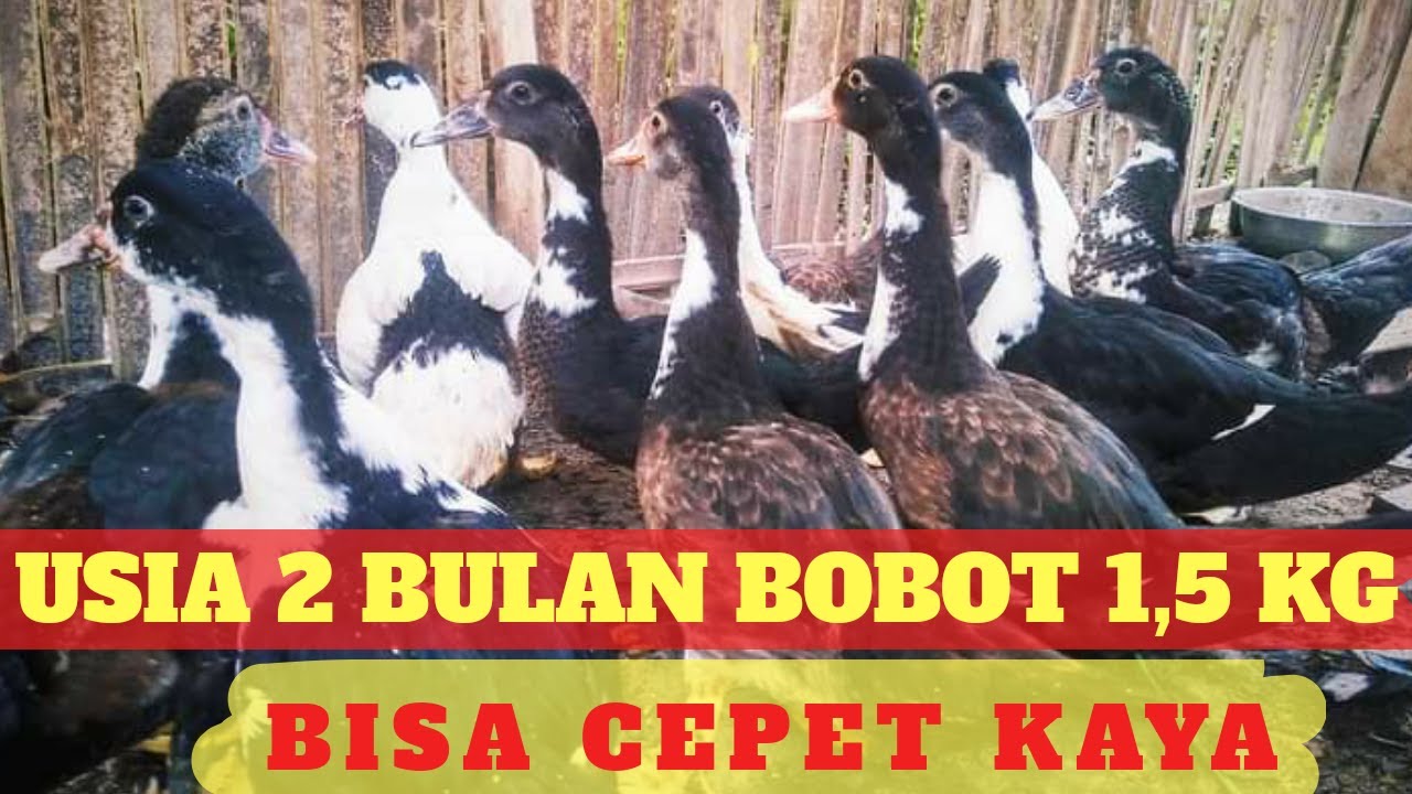 ENTOK USIA 2 BULAN BOBOT 1.5 KG SIAP DIPASARKAN | Vid 005 - YouTube