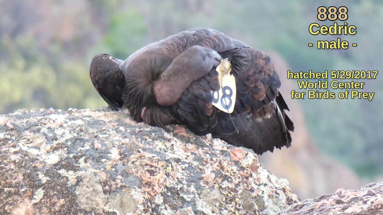 California Condors at Pinnacles National Park - YouTube