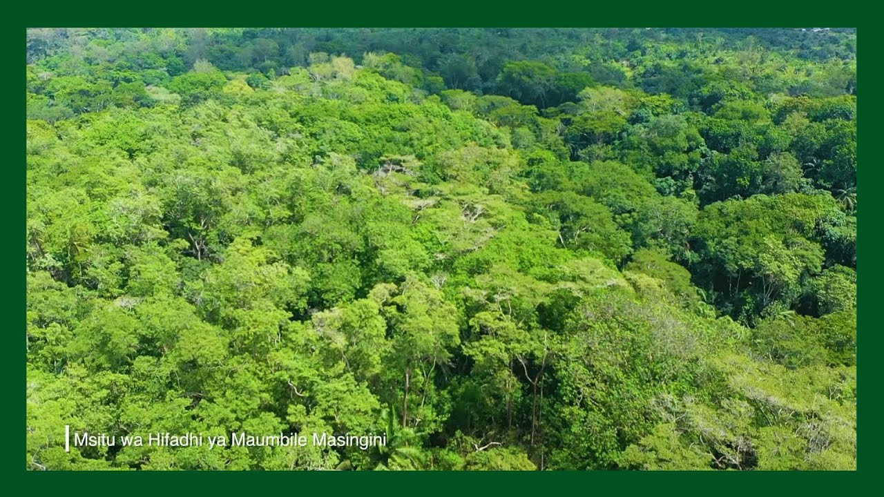 🔴#TSC: EXPLORE THE MASINGINI FOREST NATURE RESERVE (SWAHILI) | UNGUJA ...