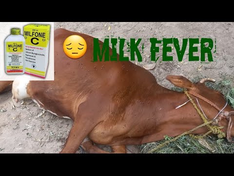 Parturient paresis (milk fever, hypocalcemia, paresis puerperalis ...