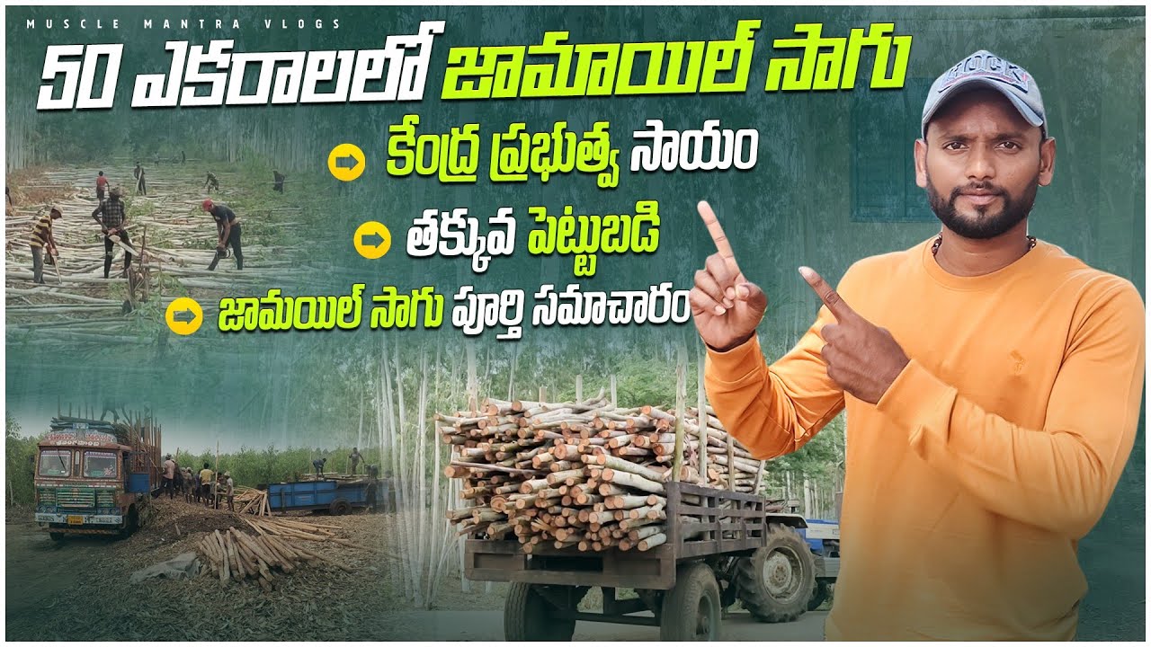 జామాయిల్ సాగులో అద్భుతాలు సృష్టిస్తున్న రైతు |తక్కువ పెట్టుబడి అధిక ...