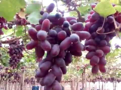 Grapes Uvas crimson cosecha Ica- Peru 2019 exportación garden - YouTube