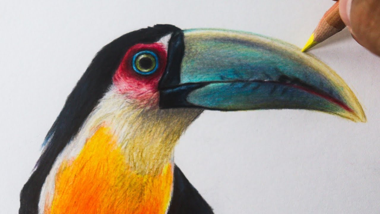 Como desenhar um Tucano de bico verde PASSO A PASSO narrado - YouTube