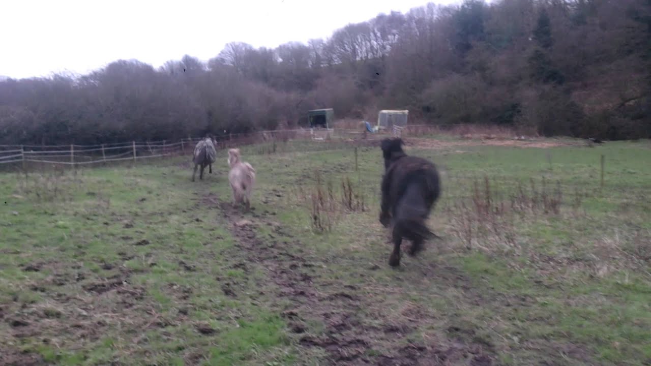 Bolting horses - YouTube