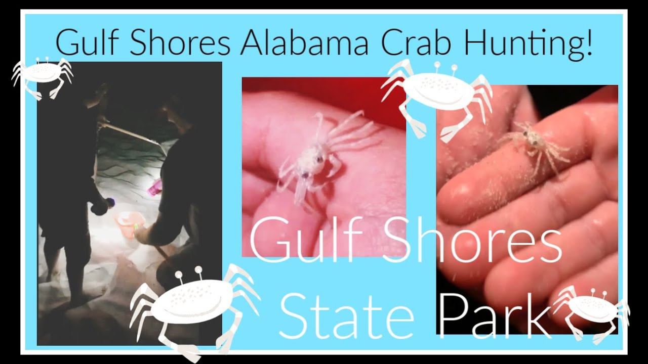 Crab Hunting in the Gulf Shores State Park Beach! - YouTube