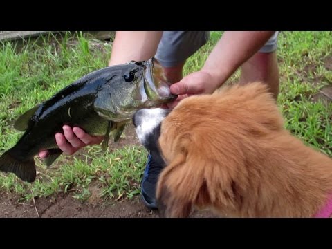 CUTE PUPPY LOVES FISH! - YouTube