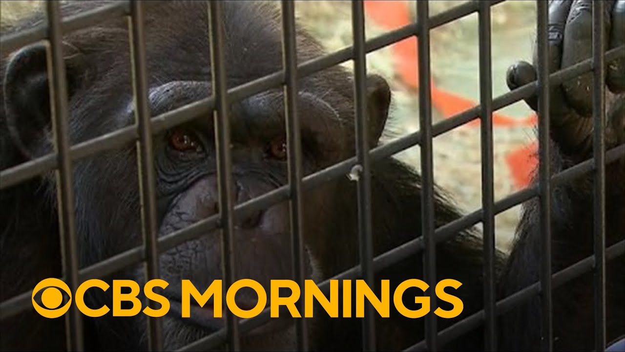 Group saves research chimpanzees from lab experiments - YouTube