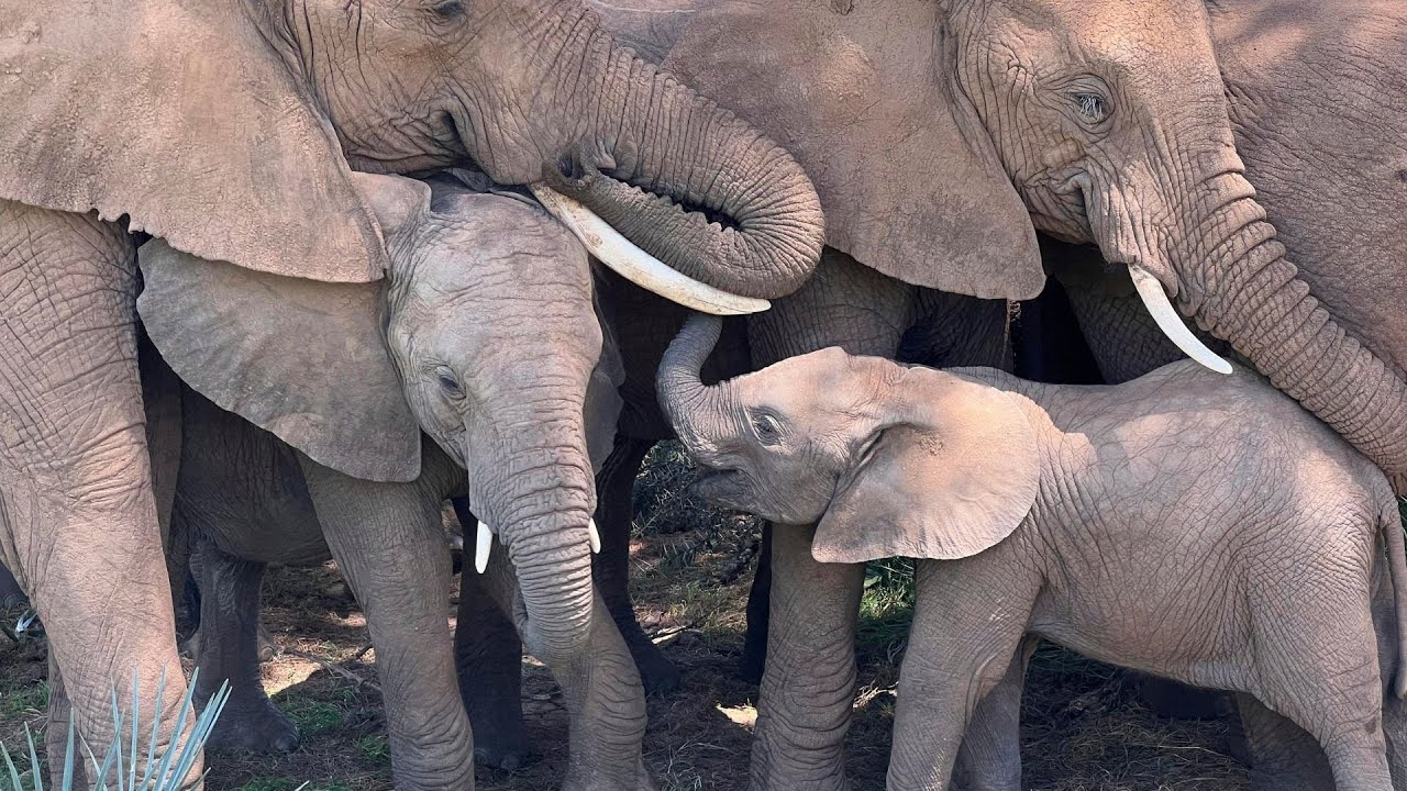 Call me by my name: Elephants' low rumbles could be unique to one ...